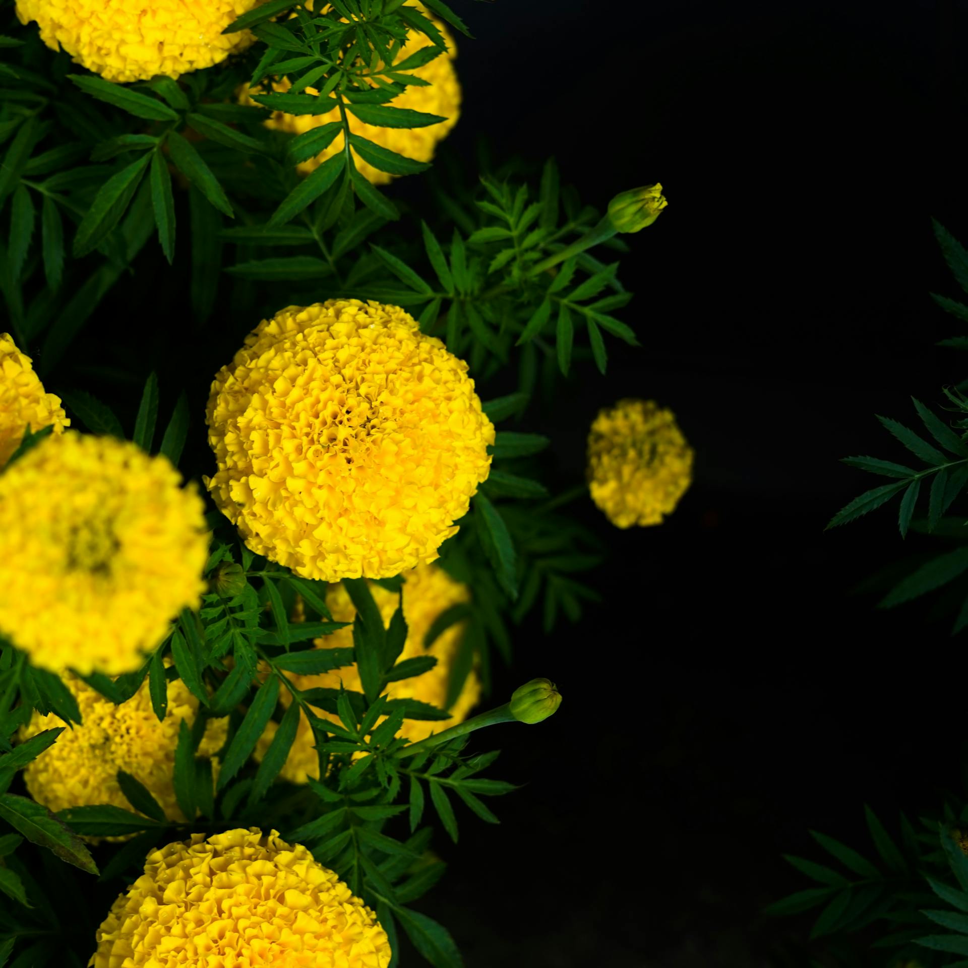 Hình ảnh Cúc vạn thọ, hoa, Tết, Tết Nguyên Đán, marigolds, flowers, Tet ...